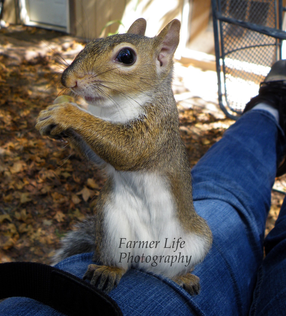 Living A Farmer's Life: Squirrel Spam 2!