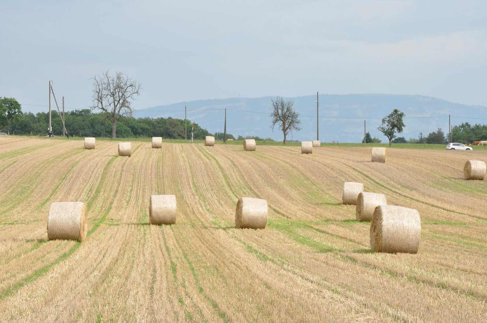 LE MAXIMUM: Rouleaux de foin