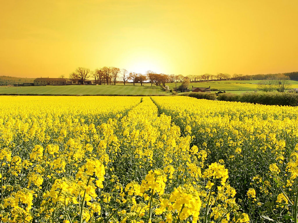 Blog Casa Pavanelli: RECEITA DE DRINK P/ BRINDAR A PRIMAVERA!