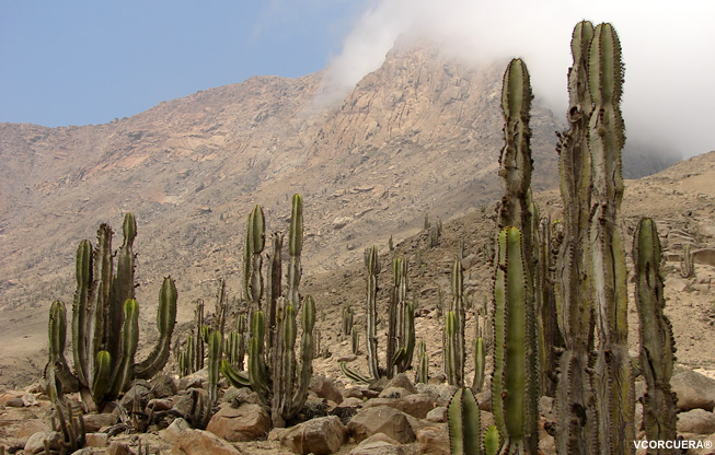 Ruta Moche: LAS LOMAS COSTERAS DEL CERRO CAMPANA