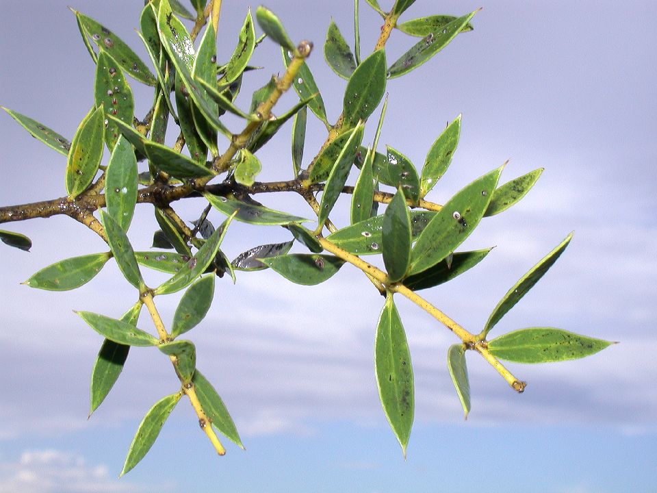 Argentina nativa: Quebracho blanco (Aspidosperma quebrachoblanco)