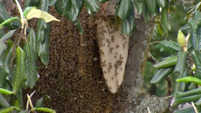 Bellows Bees: It’s a Warning! Not Just a Story for Kids!