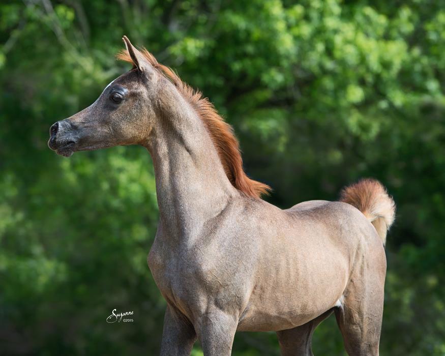 La Rosita Stable: Klacz arabska collecta - custom maść rose grey (szpak ...