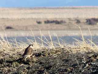 Aves Australes: Halcón Perdiguero