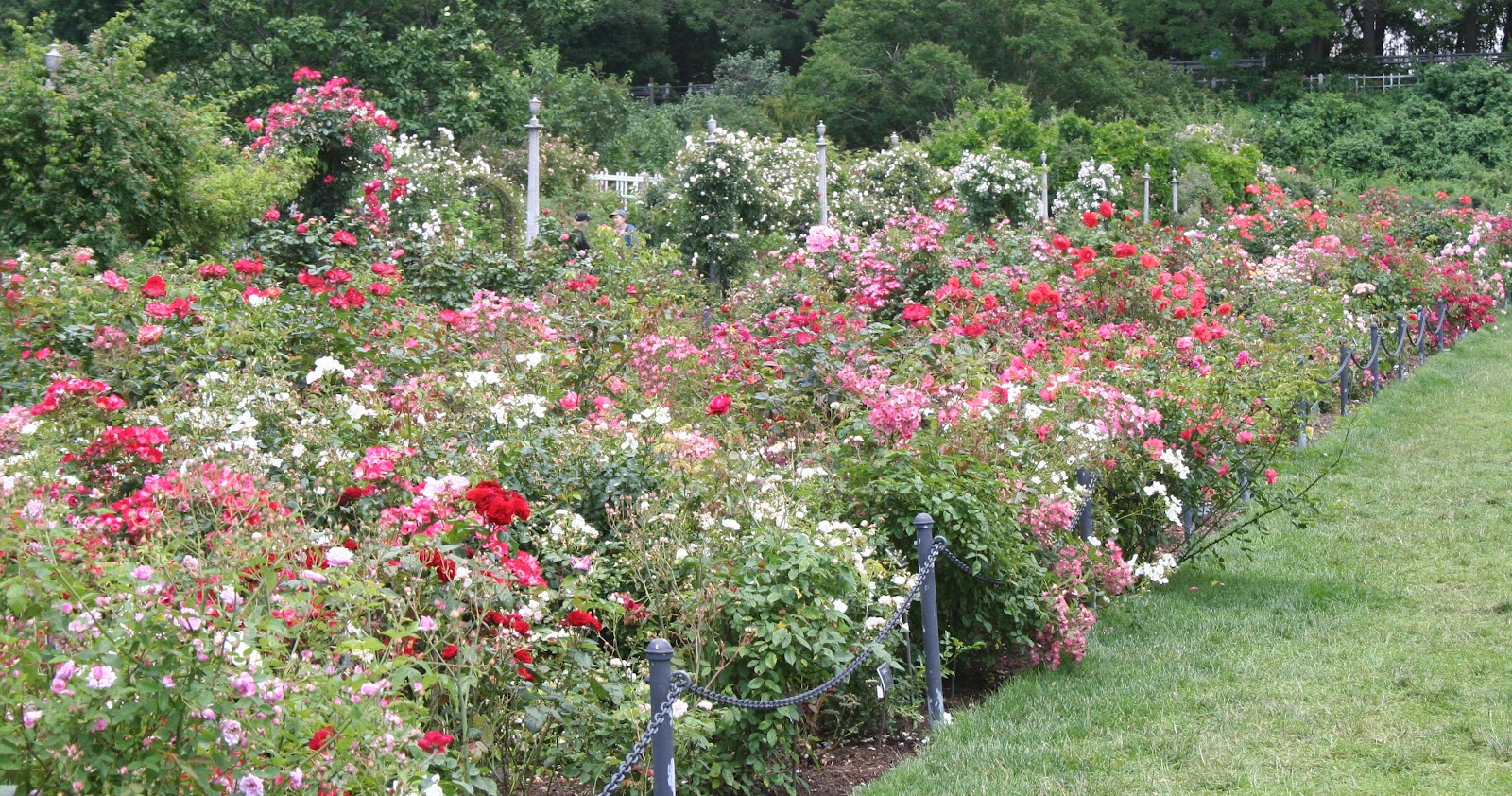Our Garden Journal: Rose Night at the Cranford Rose Garden
