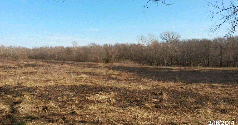 Nature Photography and Facts : Blackland Prairie: Part Two