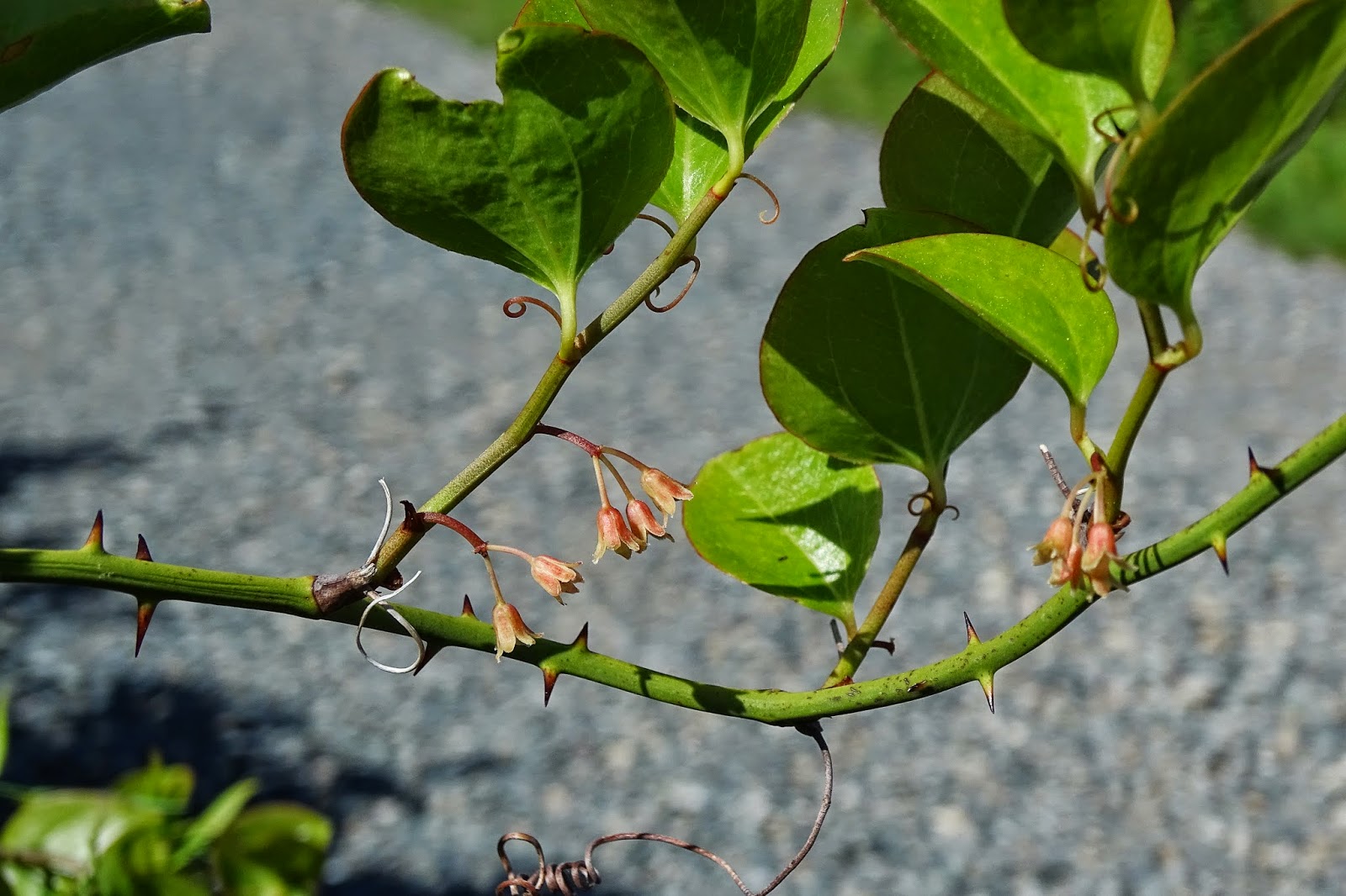 Notes from Halibut Point: The Wait-a-Minute Vine