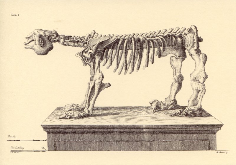 Los dioses emboscados: ¿Qué es un megaterio?