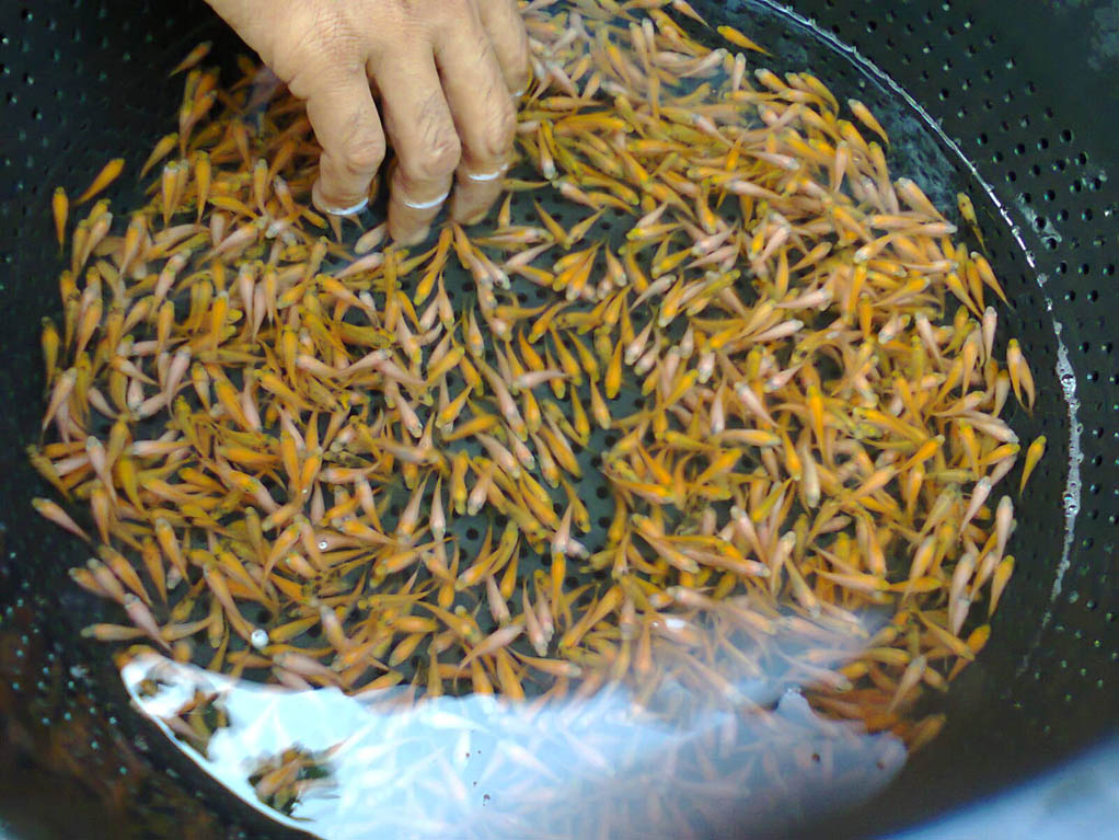 Teknik memelihara bibit ikan mas ~ Jual Bibit Ikan Murah dan ...