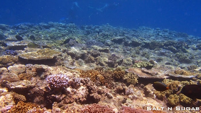 Salt and Sugar: Cairns – Reef Magic Moore Reef Pontoon – 唯一的5 Hours on ...