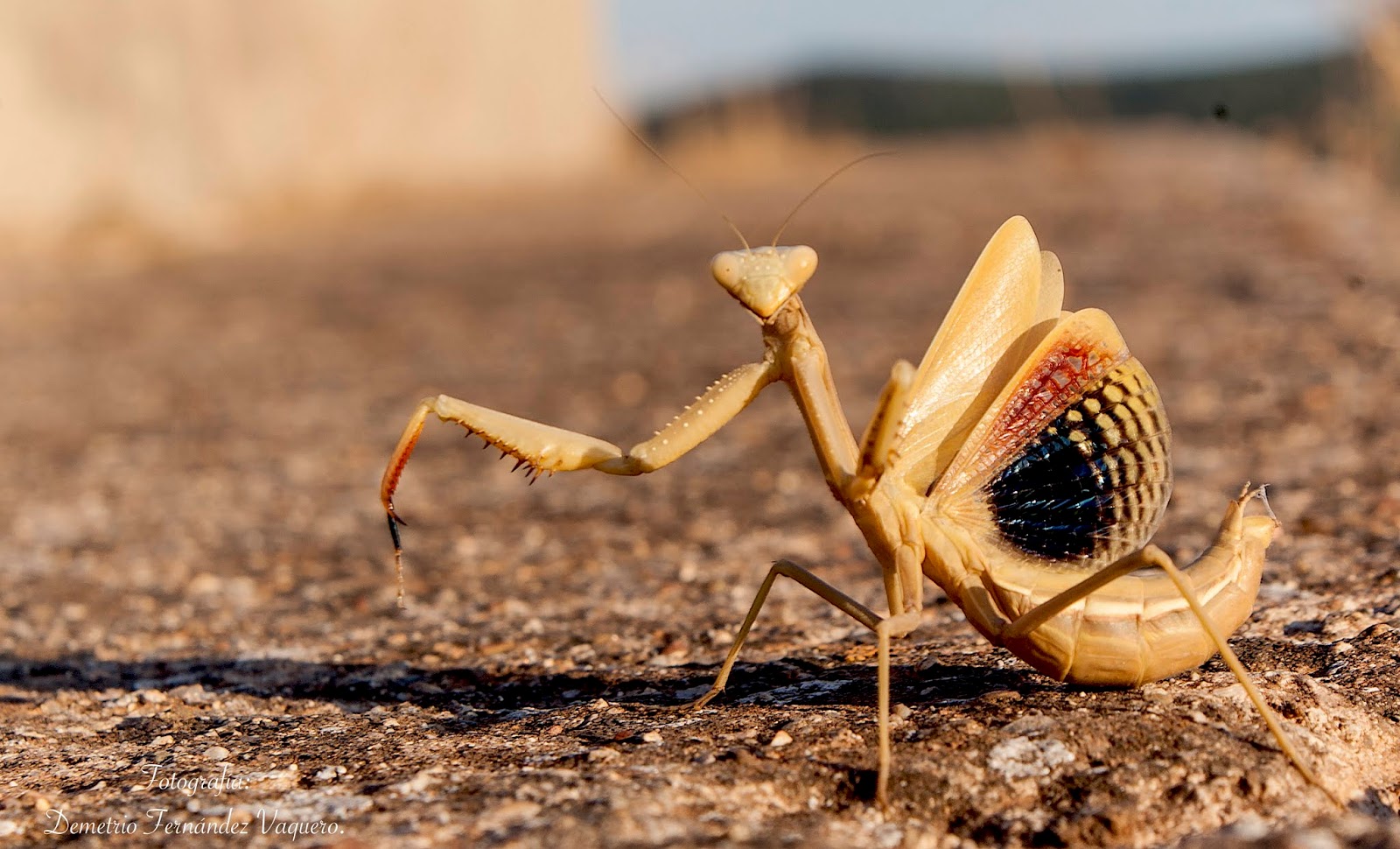 Mantis religiosa, santateresa, tatadiós o campamocha 5 fotografías ...