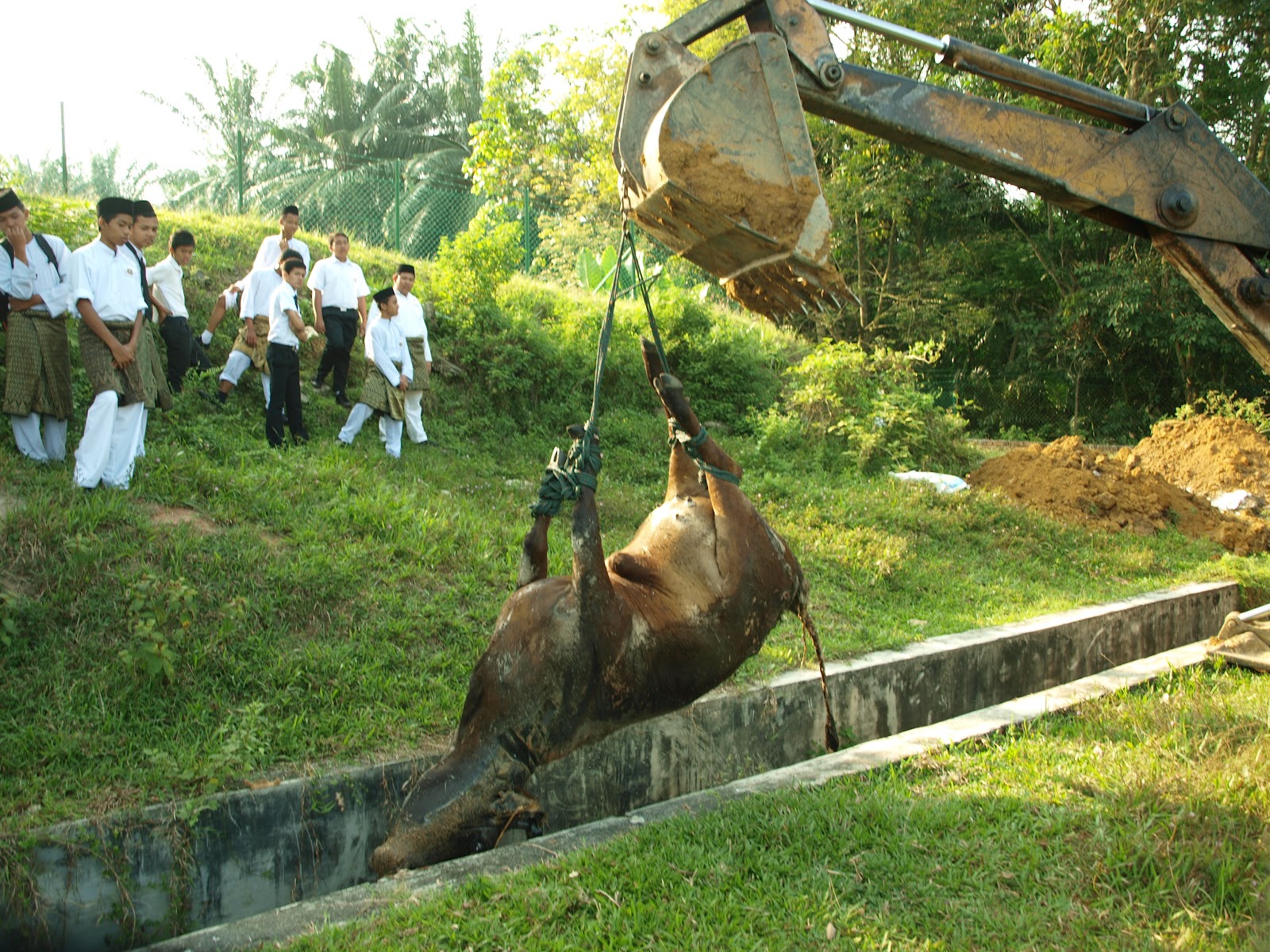 Agroindustri Ruminan: Perlupusan Bangkai Ternakan