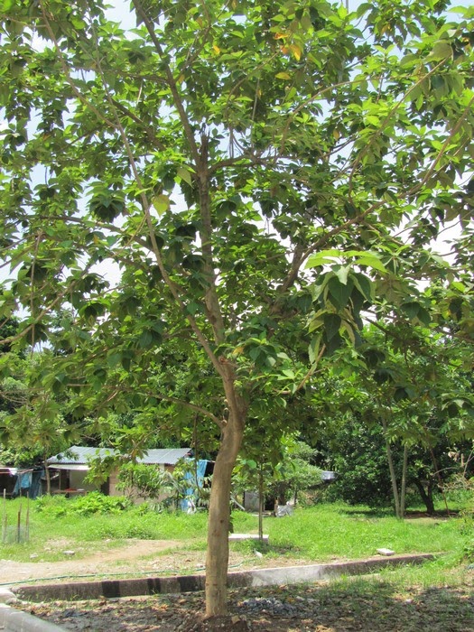 tungo sa kawalan: Ents