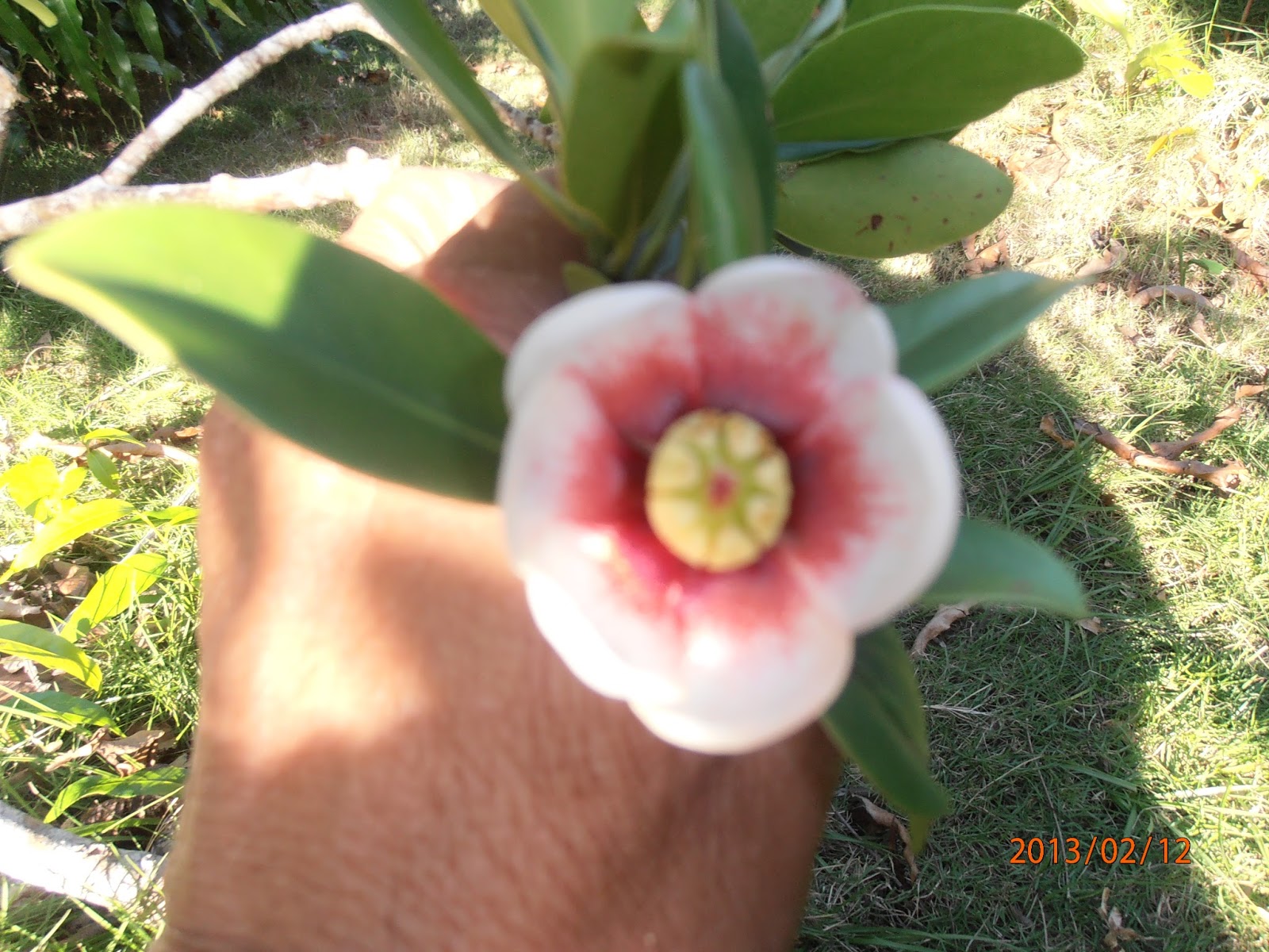 Flora de Puerto Rico Ilustrada Papo Vives: CLUSIACEAE--CLUSIA SP CUPEY ...