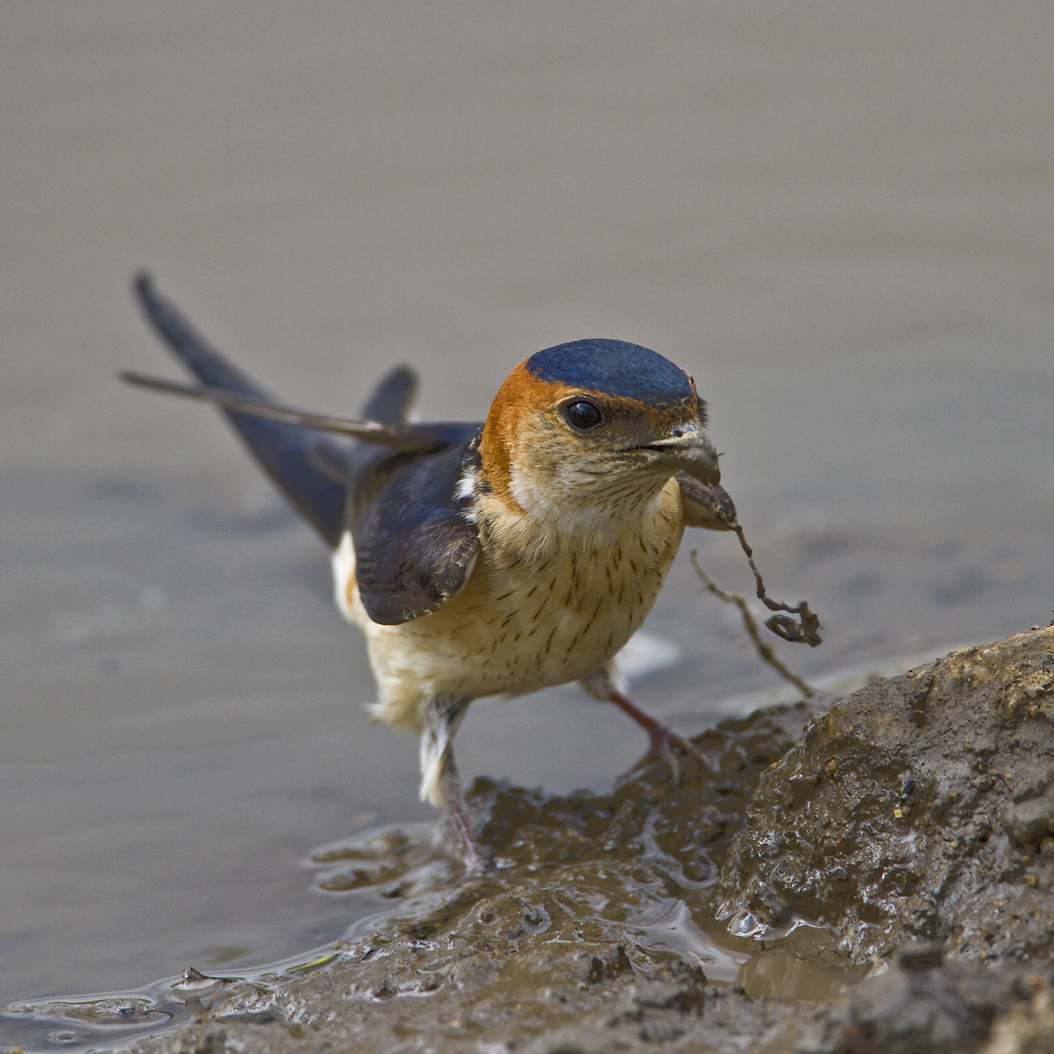 PETER'S PORTFOLIO..............Bird & Wildlife Photography: Red-rumped ...