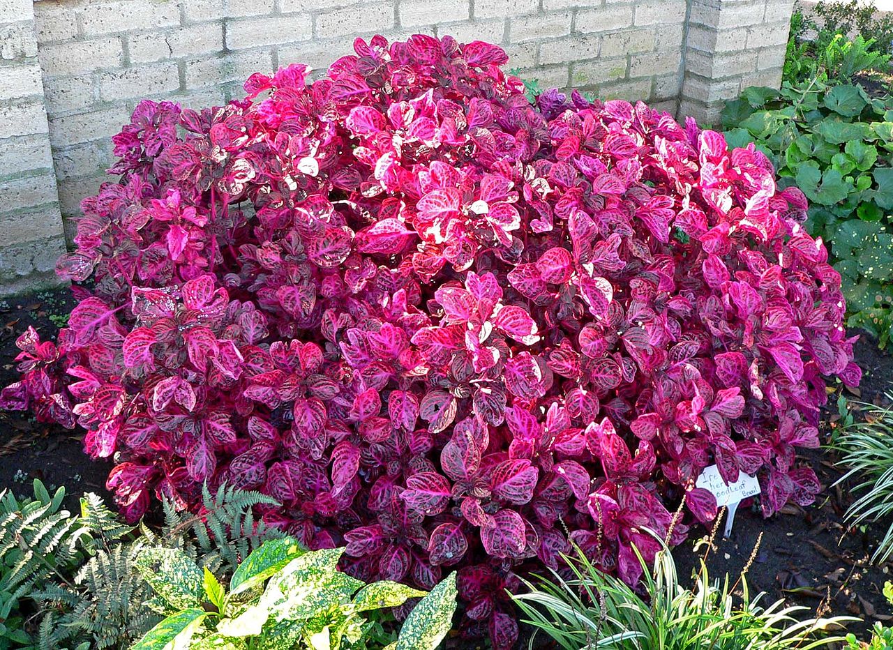 PLANTAS SUCULENTAS E FOLHAGENS ORNAMENTAIS: Iresine herbstii ...