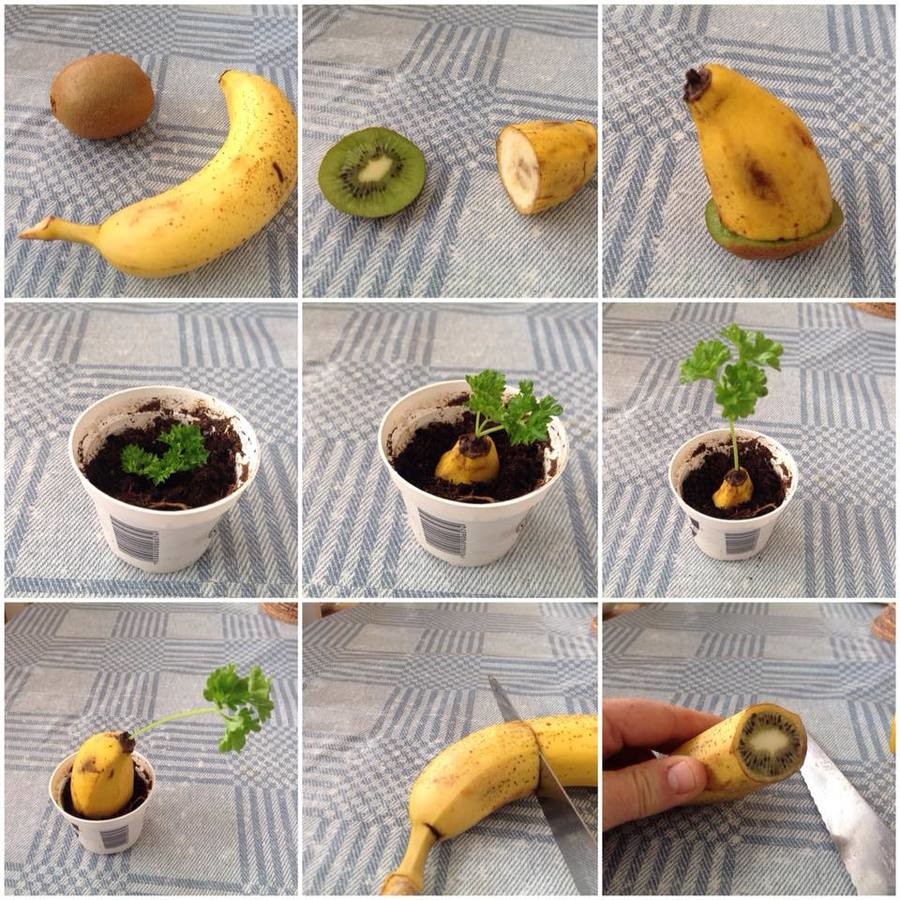 Comment faire pousser un Baniwi! | Faut l 'savouère