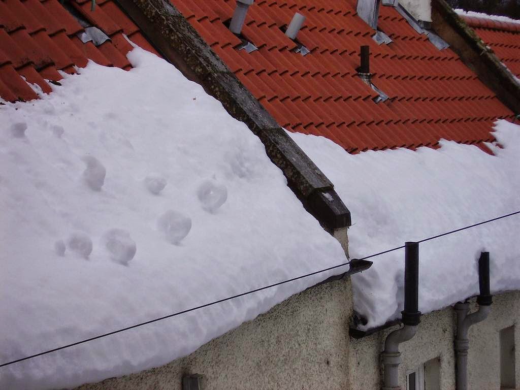 Snow Rollers: Nature’s Winter Treat ~ Kuriositas
