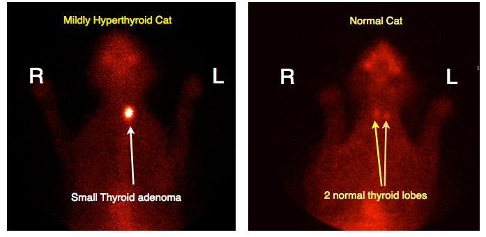 Insights into Veterinary Endocrinology: Diagnosing Subclinical ...