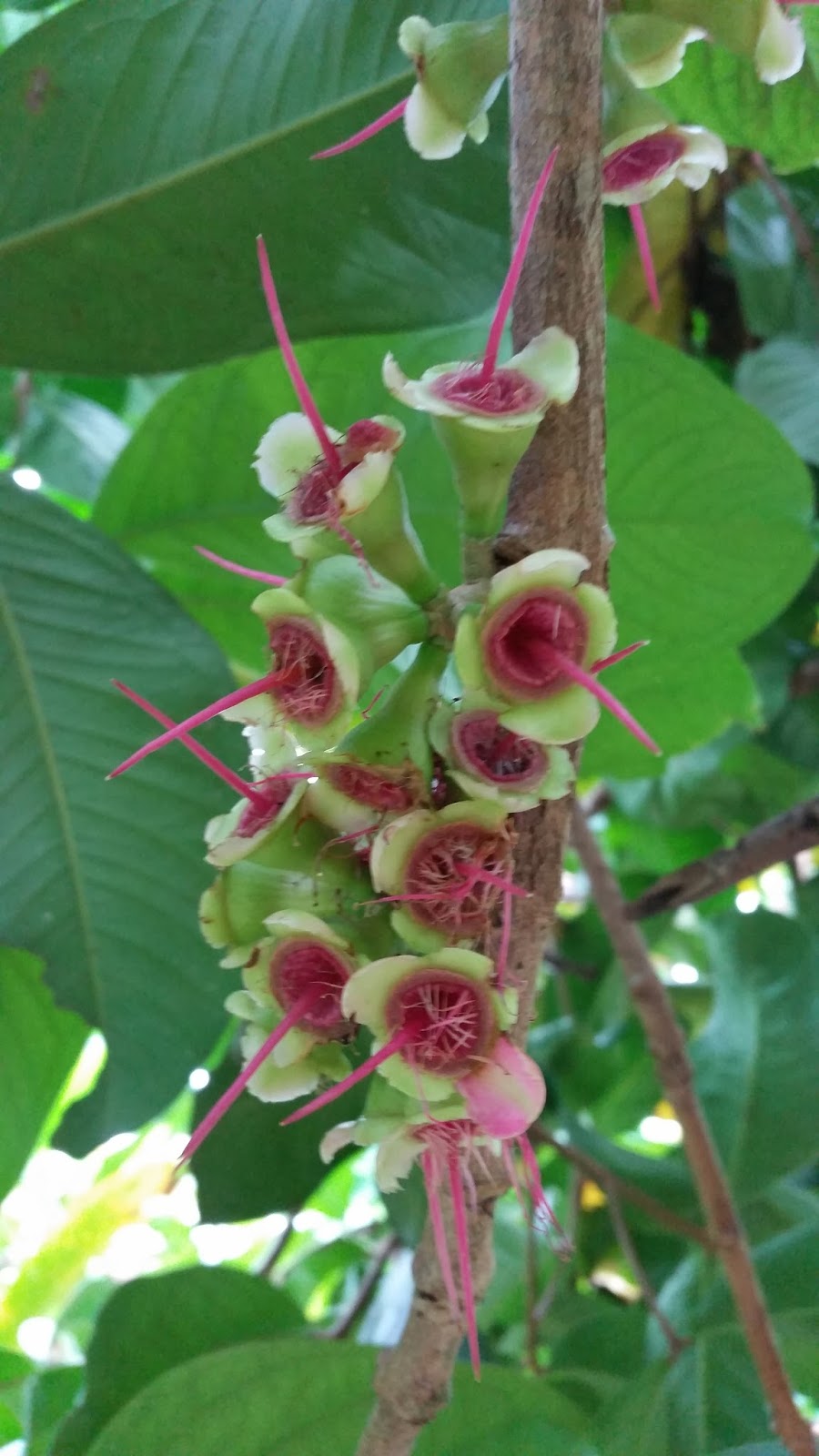 Warisan Petani: Pokok Jambu Bol Dah Berbunga.