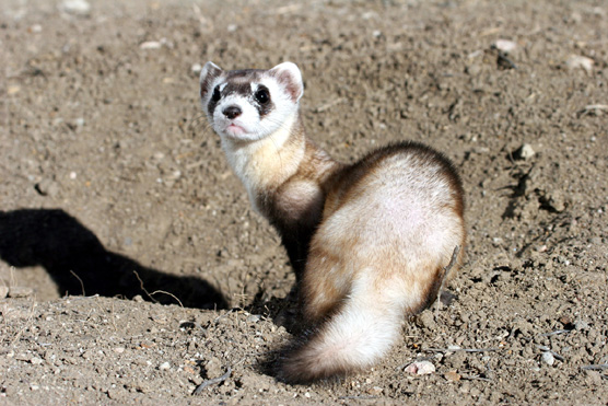 Ferret | The Life of Animals