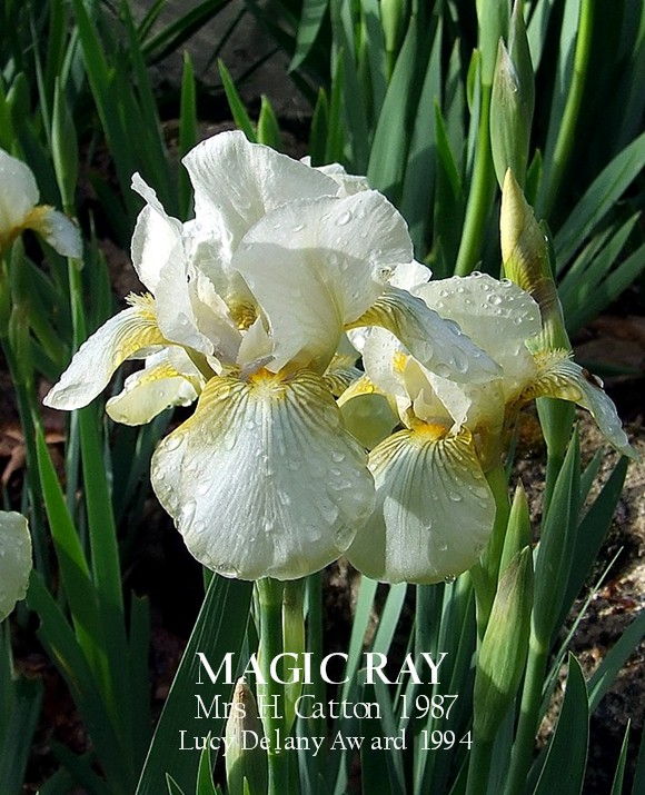 May 2012 ~ HERITAGE IRISES