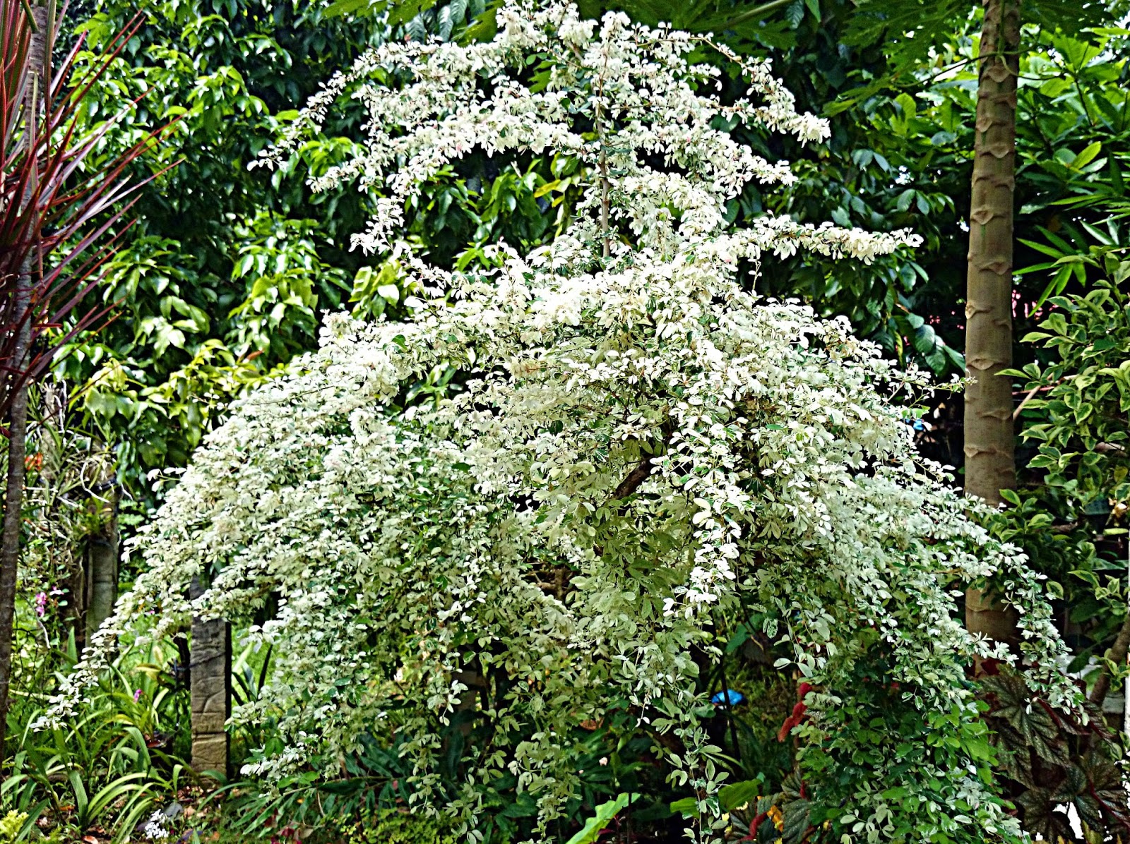 engels secret garden . . .: Pithecellobium dulce "variegated" Tamarind ...