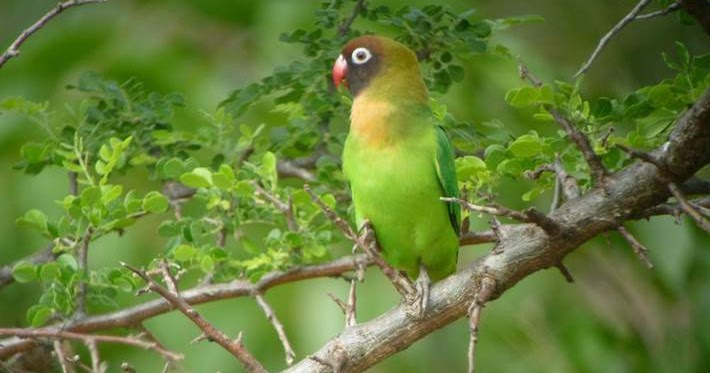 Stuart Marsden's Conservation Research Group: Chaona Phiri and the ...