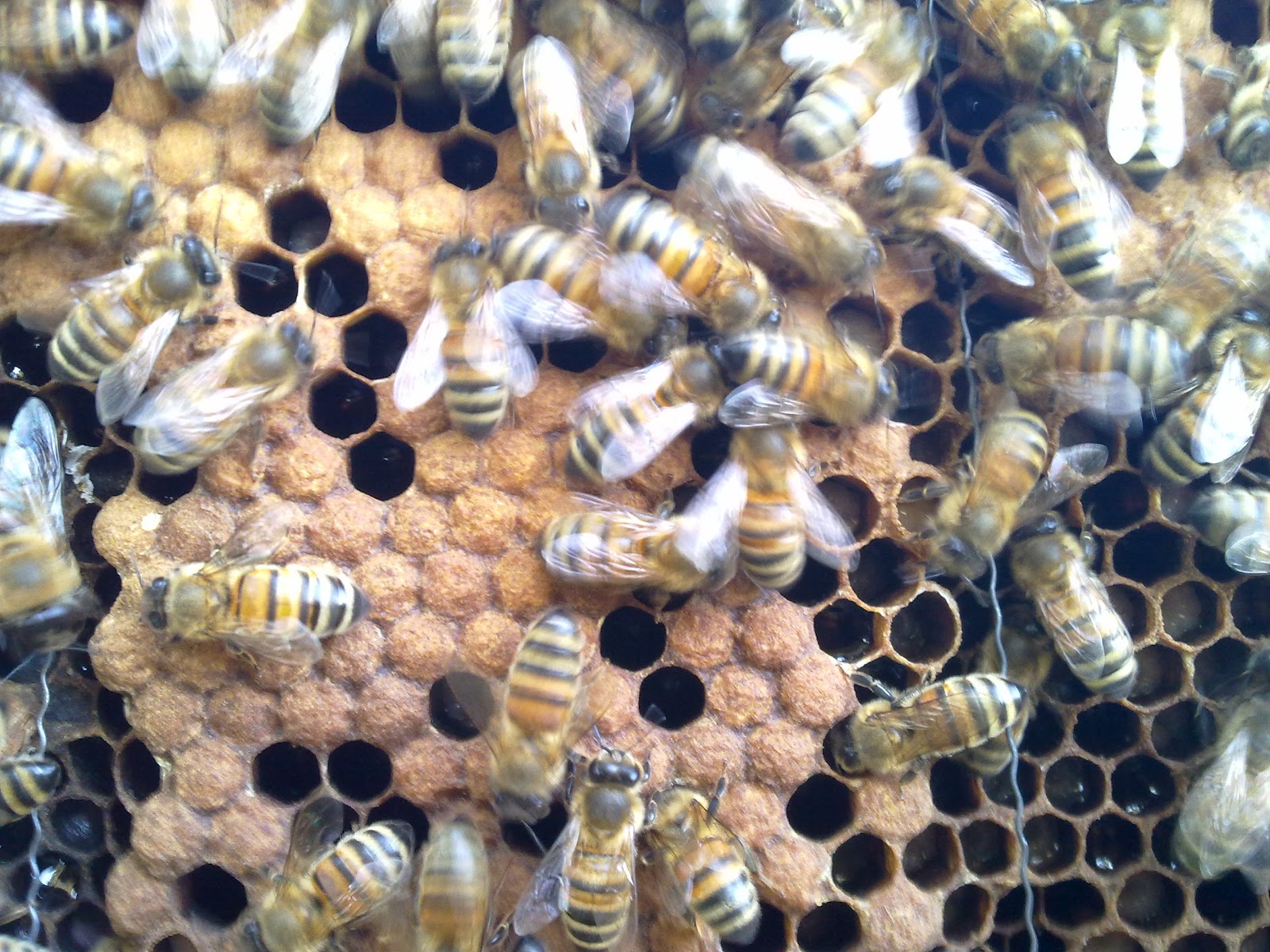 LE API E L'APICOLTURA - APIMANIA: Controllo covata