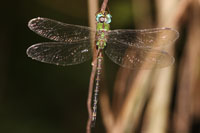 台灣蜻蜓 The Dragonflies of Taiwan: 晏蜓科 Aeshnidae