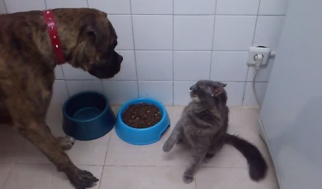 29 Pictures That Prove Cats Are Master Thieves