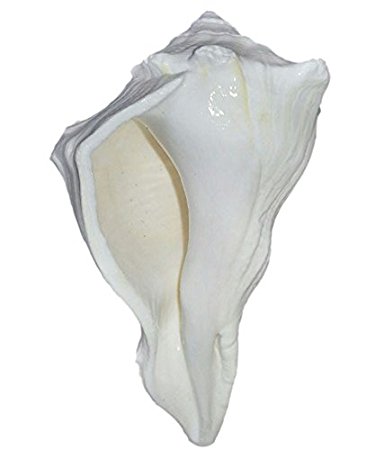 Dakshinavarti Shankh | Dakshin Mukhi Shankh