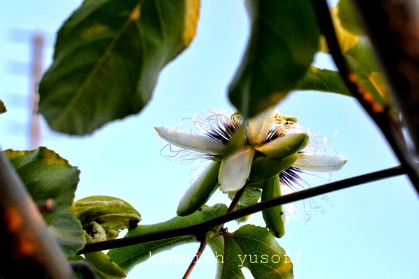 Bunga Markisa | Detik Detik Indah Dalam Hidupku
