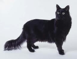 Bonala Kondal: Animal Names in English and Telugu