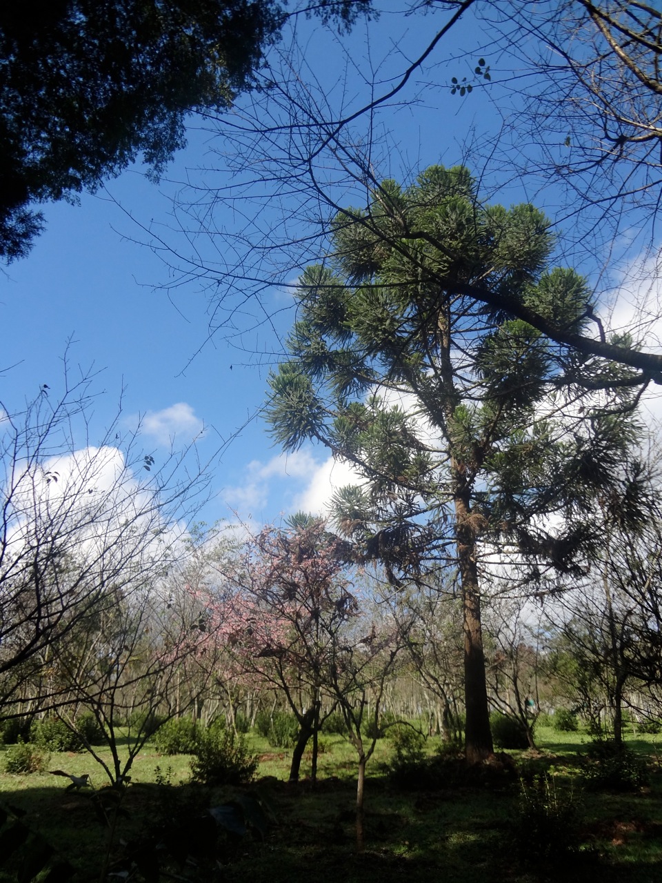 Parque do Carmo - Olavo Egydio Setúbal em São Paulo ~ Áreas Verdes das ...
