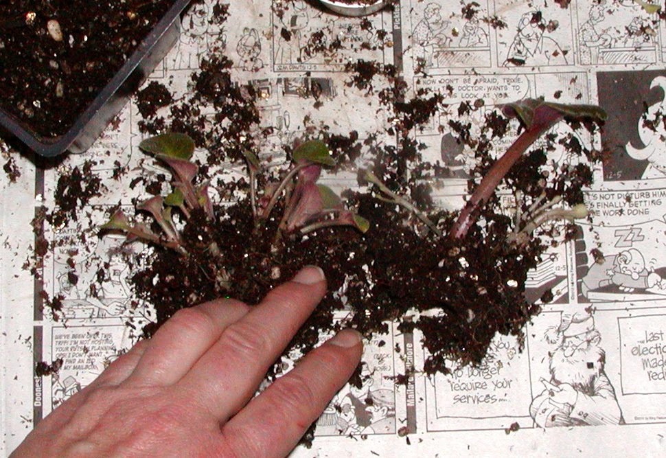 Taking Babies From Mama Leaf -- How To