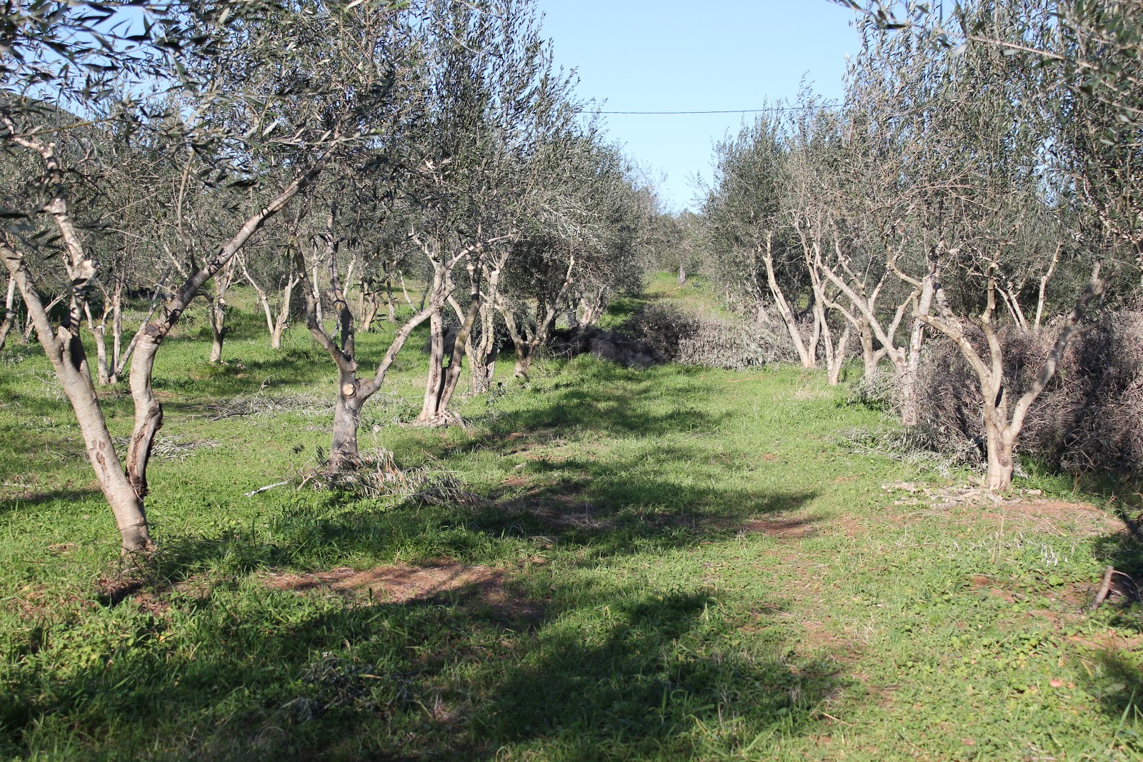 ecocorfu: Αγρια χορτα της Κερκυρας...