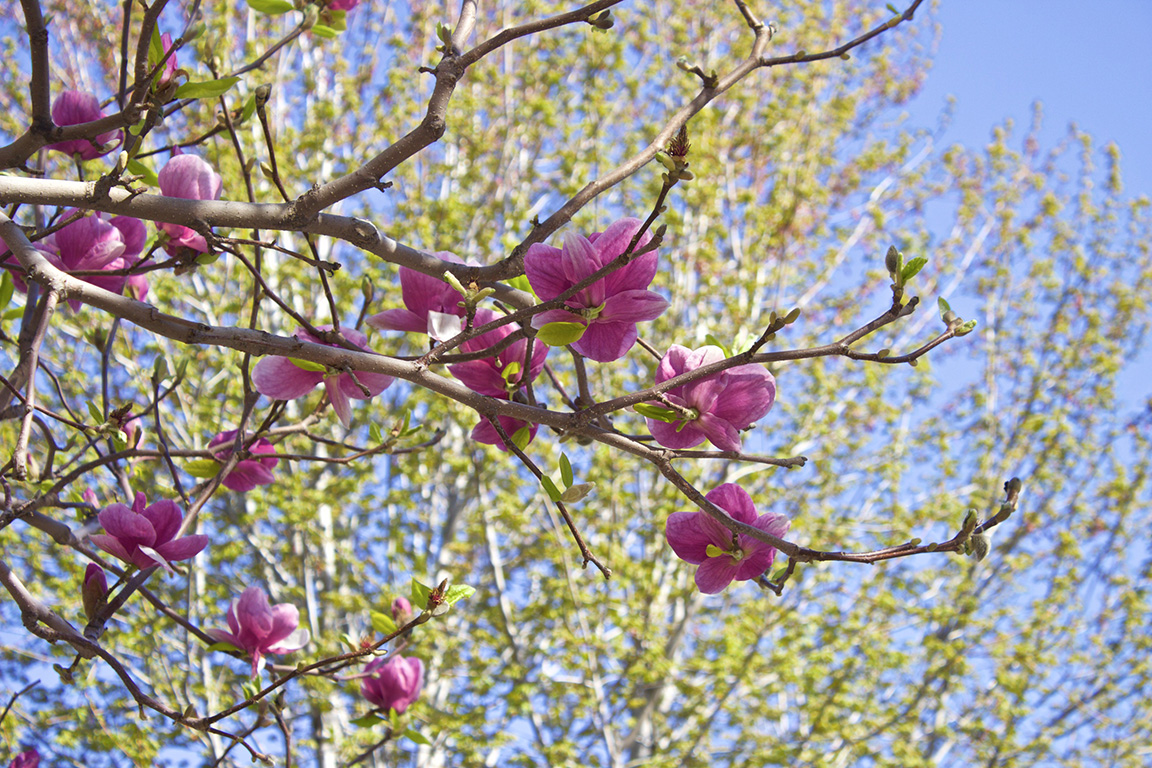 Flora Urbana: Quelques arbres au printemps