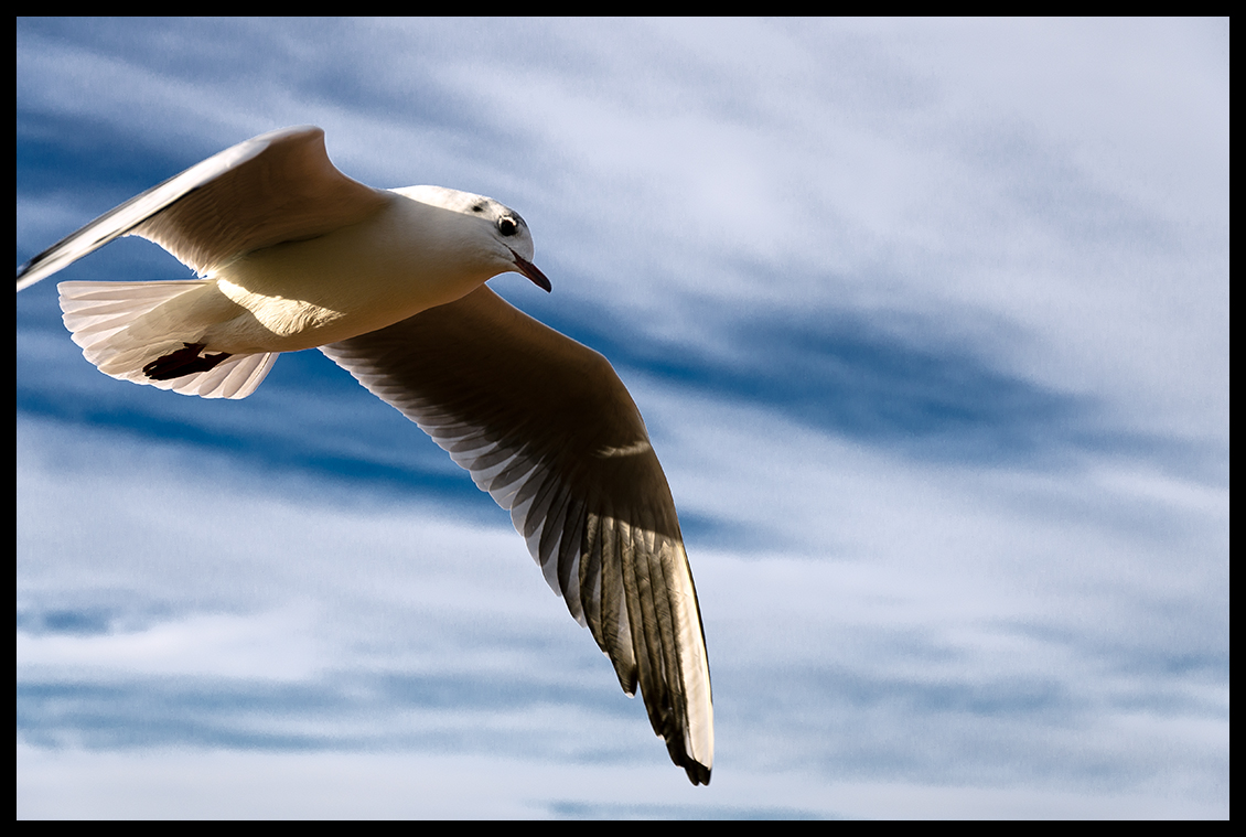 Seagull
