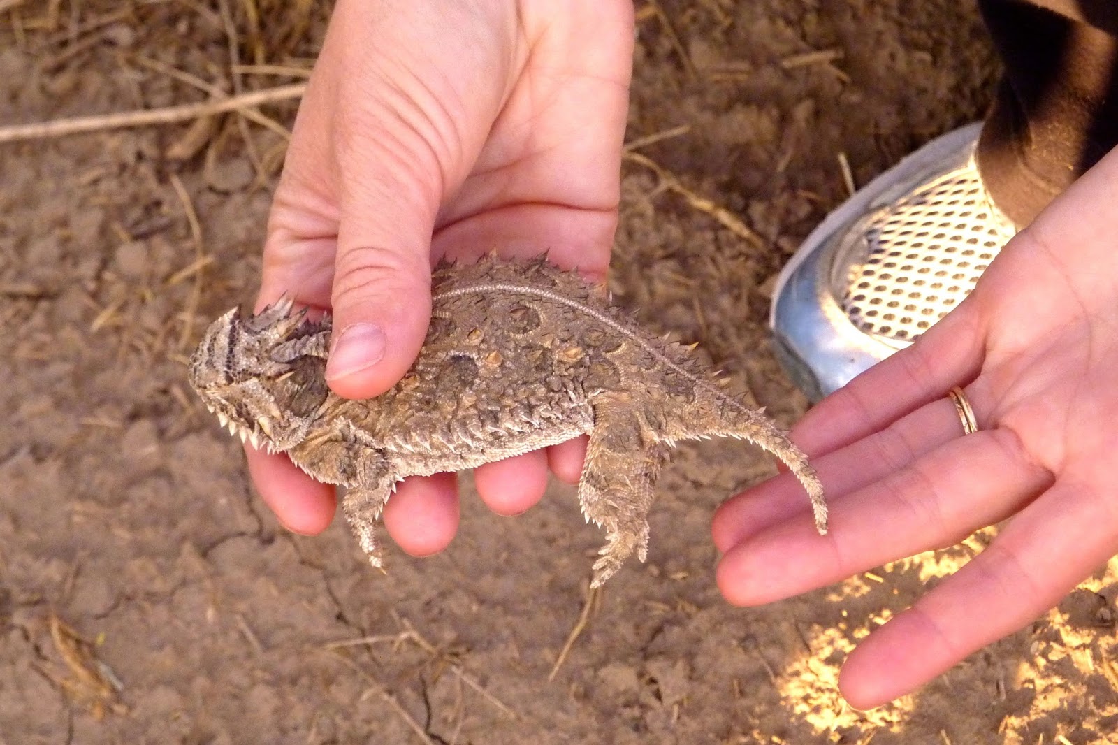 Greg's Running Adventures: Wildlife Gallery