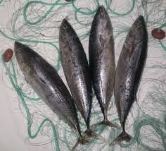 masKpan : ¿QUE ES LA MELVA "CANUTERA"?