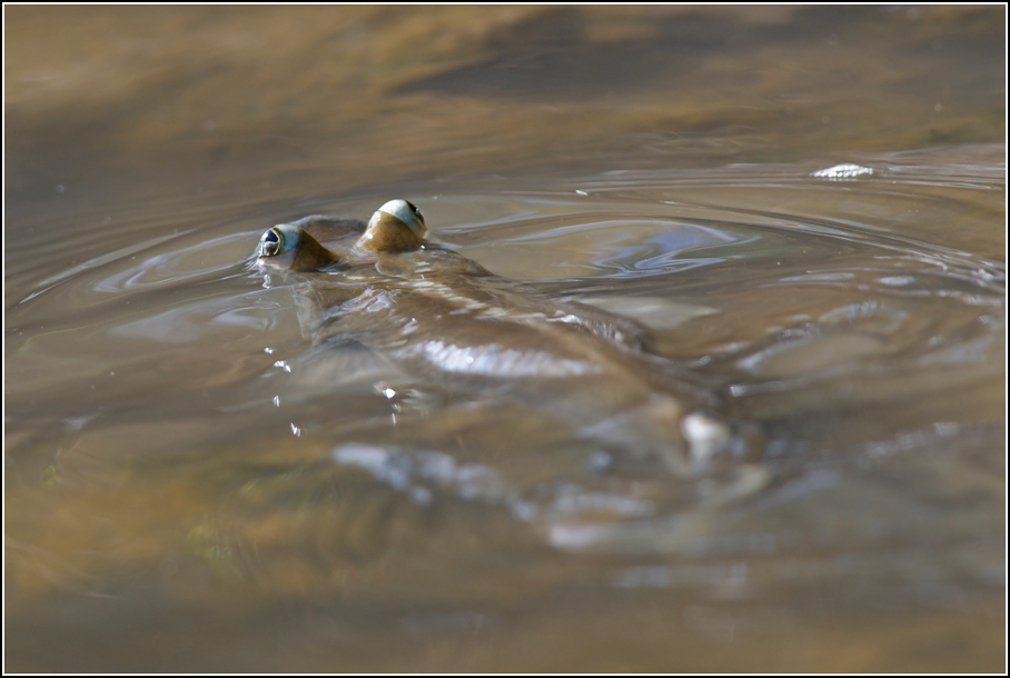Explorations of an Ecologist: Guyana, Trinidad and Tobago: Part 15 ...