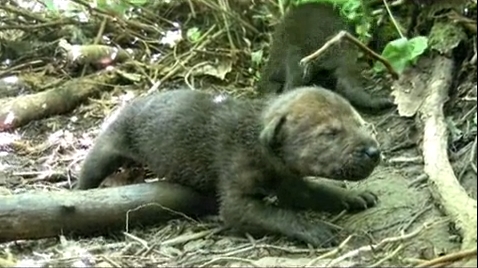 White Wolf : Amazingly Cute Two-Week-Old Red Wolf Pups Enjoying An ...