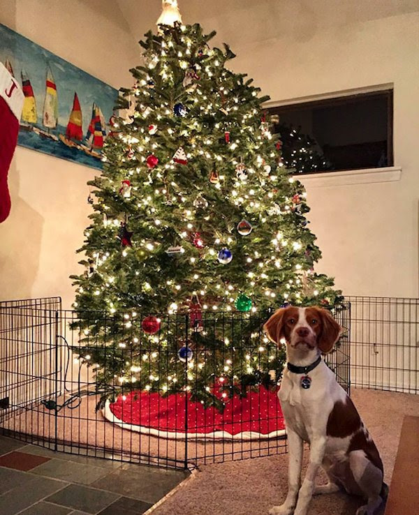 Animal-proof your Christmas tree with these ‘ingenious’ examples.(22 Pics)