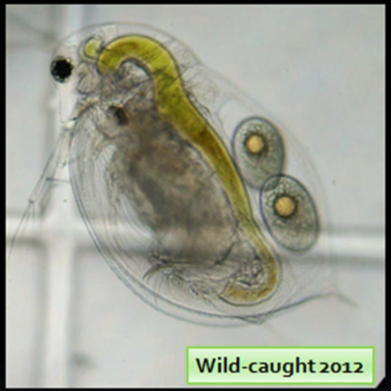 Daphnia