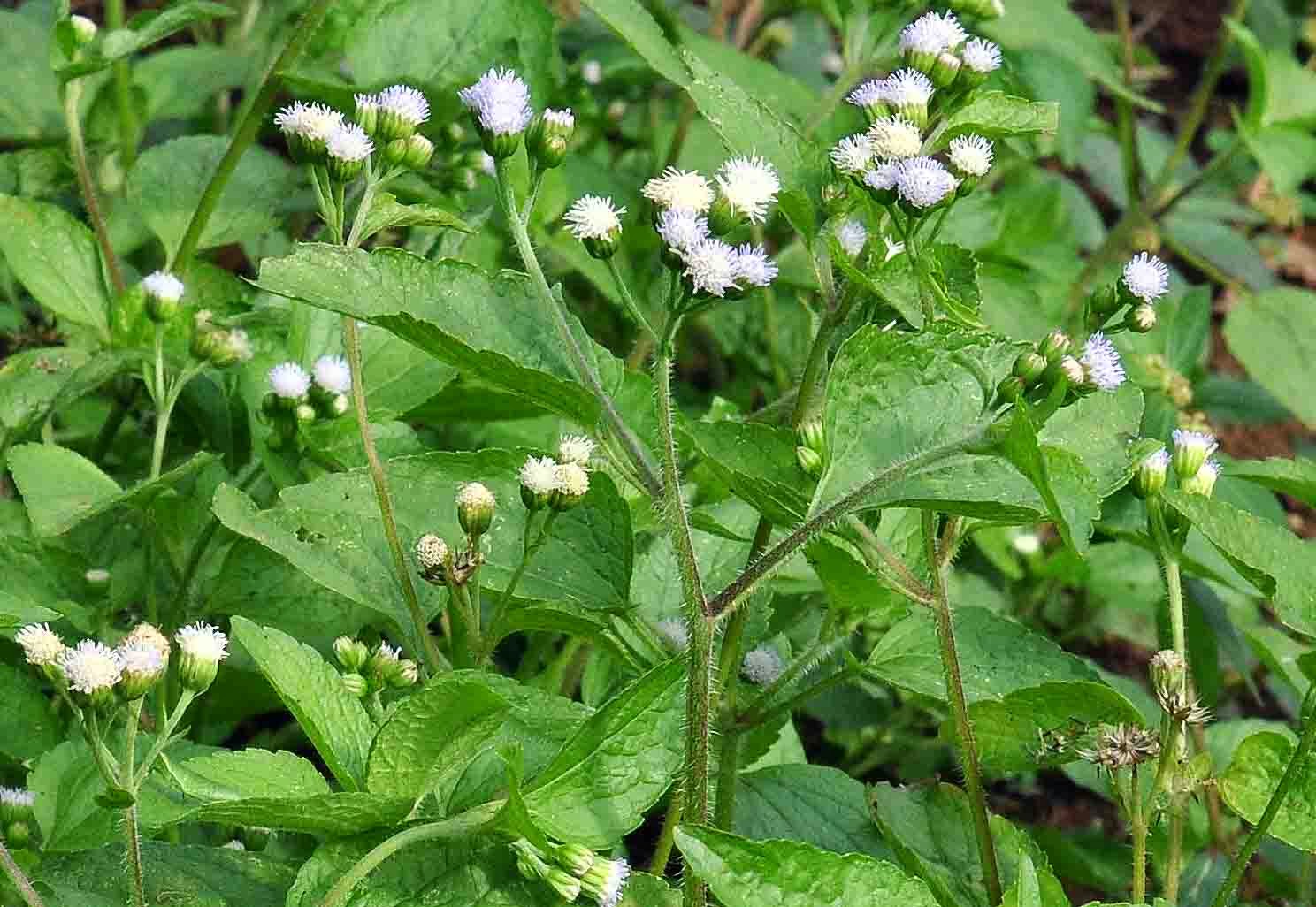 Manfaat dan Khasiat Bandotan bagi Tubuh Manusia | Tanaman Obat ...