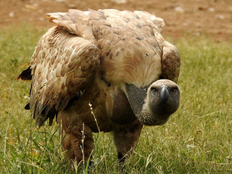 Faszination Geier: Über 150 Geier zu Besuch