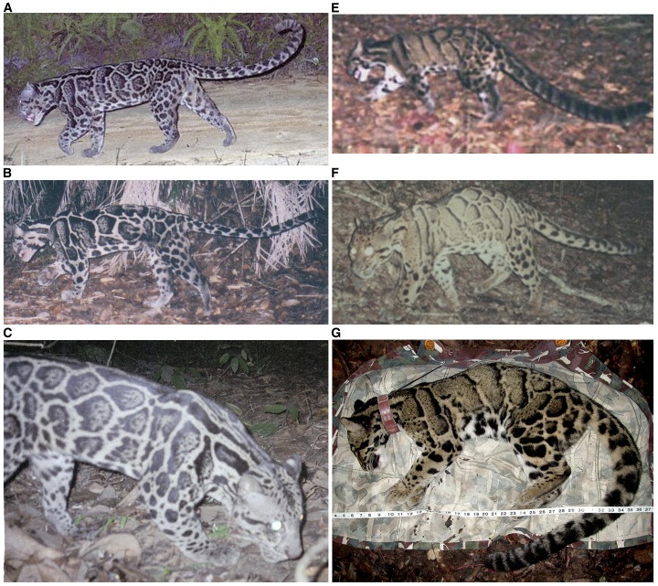 Species New to Science: [Mammalogy • 2006] Neofelis diardi (G. Cuvier ...