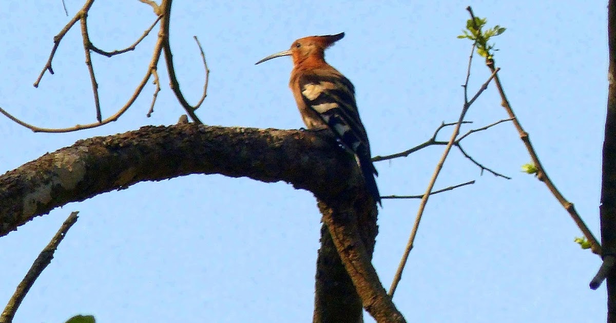 Birding For Pleasure: WILD BIRD WEDNESDAY - Malawi