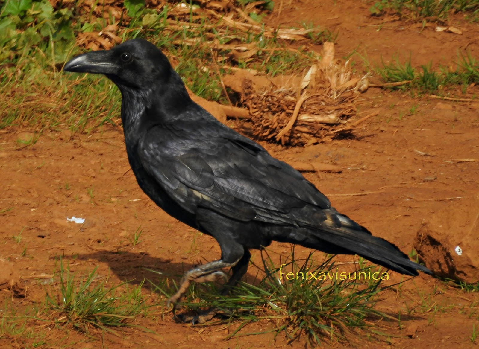 fenixavisunica .: Cuervos por Cabárceno